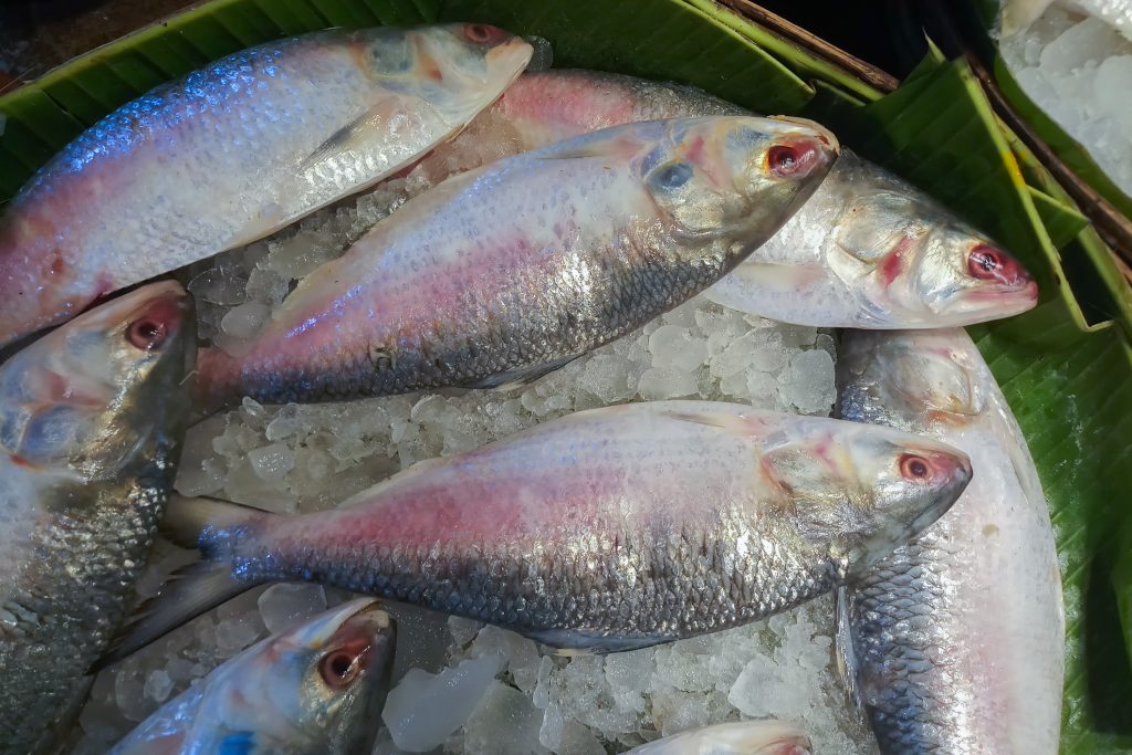 Hilsha Fish - Daily Halal Market